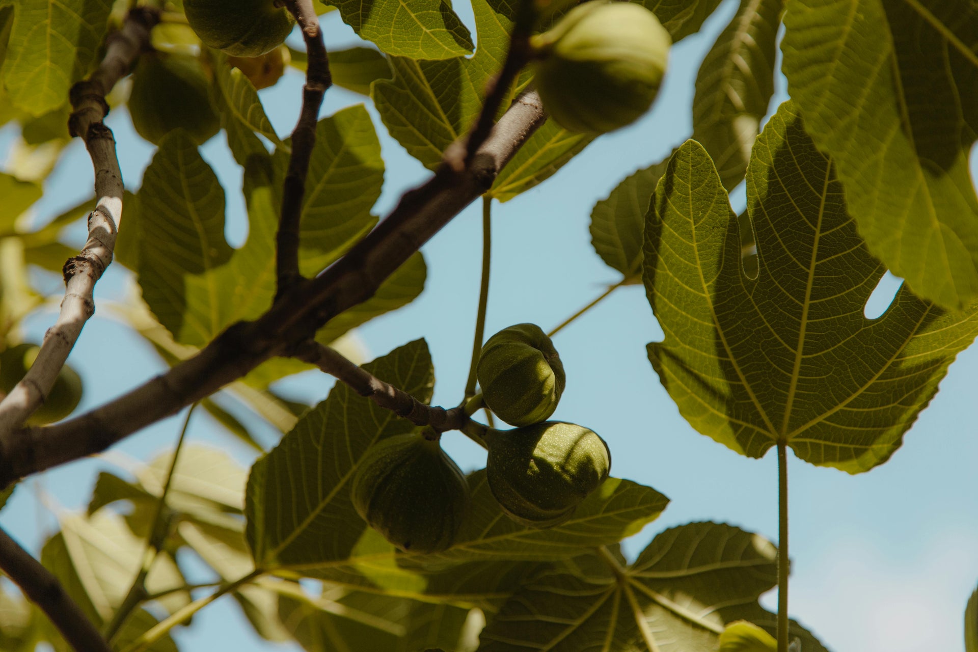 Wild Fig Ginger – KIHO NEW YORK